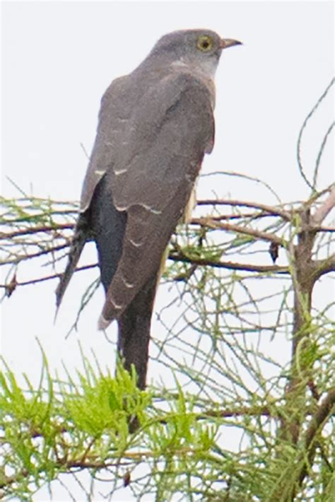 Why This Cuckoo Is Lesser Cuckoo Shanghai Birding 上海观鸟