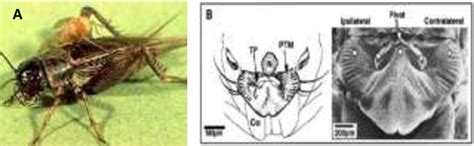 Figure 1 From Design Of Gold Based Mems Acoustic Direction Finding Sensor For Small Arms Fire