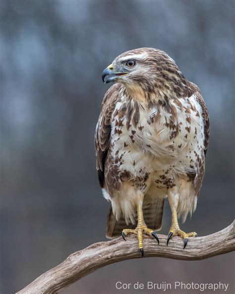 Buzzards On Behance
