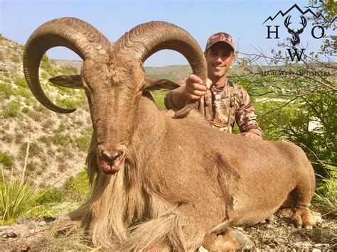 Hunt Aoudad — High West Outfitter