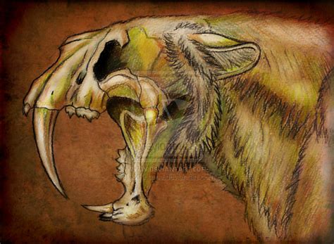 🔥 [70 ] Saber Tooth Tiger Wallpapers Wallpapersafari
