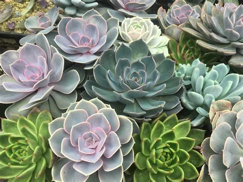 Pictures Succulent Plants At Emma Wilhelm Blog