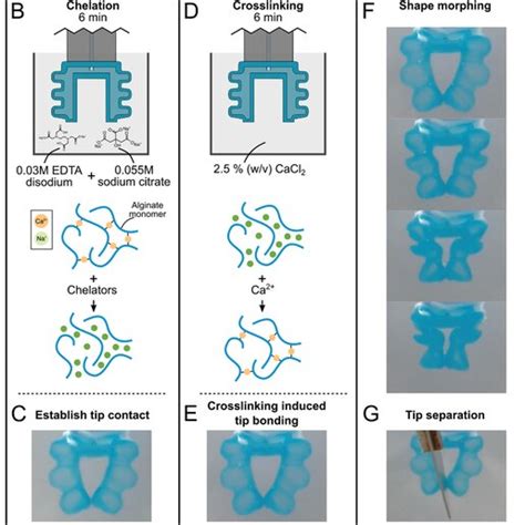 A Overlaid Photos Showing The Angular Deflection Of The Actuator