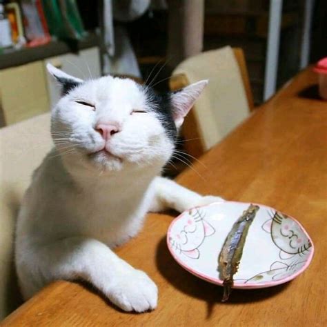 50 Of The Derpiest Cats Caught On Camera New Pics Bored Panda