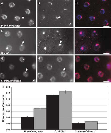 Chromocenter Size Reflects Satellite Content Stage 13 Follicle Cell