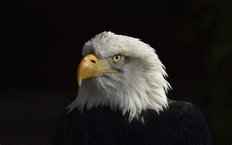 Bald Eagle Desktop Wallpapers Phone Wallpaper Pfp S And More