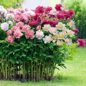 Lista De Flores Para Jardim Resistentes Ao Sol Espécies