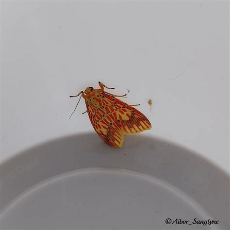 Barsine Defecta From Shillong On June 02 2021 At 12 28 Pm By Aibor