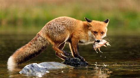 Are Foxes Dangerous In The Wild Understanding The Risks