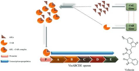 Quorum Sensing In C Violaceum Download Scientific Diagram