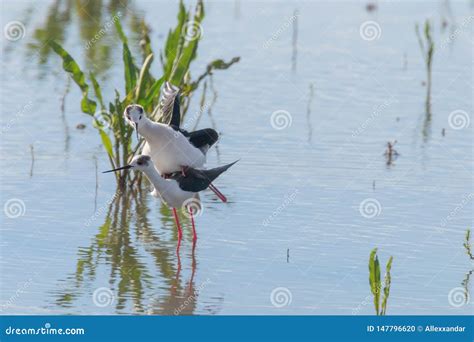 Black Winged Stilt Bird Mating Rituals And Courtshiphimantopus