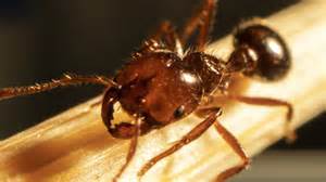 Eradication Hopes Fade As Destructive Fire Ants Cross Border Nt News
