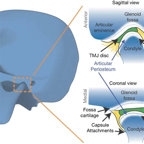 Which Best Describes A Condylar Joint Kassandrakruwriggs