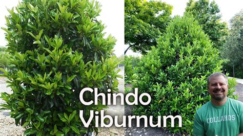 Chindo Viburnum Growth Rate At Helen Ball Blog