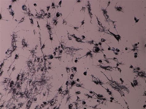 Ifyber On Linkedin Dr Fahimeh Tabatabaei On Purple Crystals 👇 To