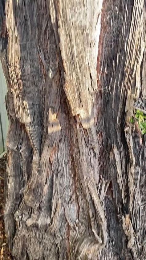 Neuroception What Is It Neuroception Safety Dnger Ilovebiology