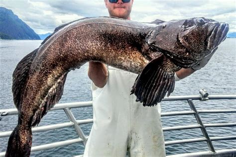 Ling Cod Fishing Anglers Lodge