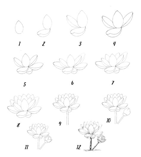 How To Draw A Lotus Flower Step By Step