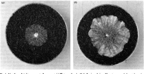 Figure 1 From Growth Kinetics Of Agaricus Bisporus Mycelium On Solid