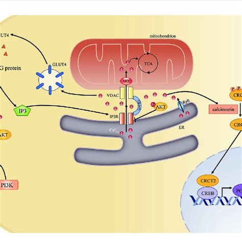 The Mitochondria Associated Endoplasmic Reticulum Er Membrane Mam