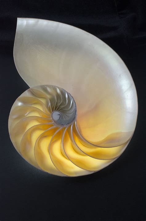 Nautilus Shell Internal Spiral Structure