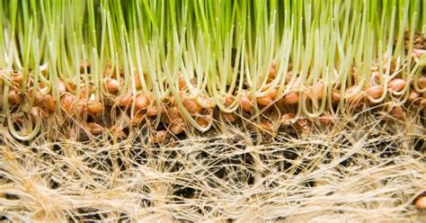 Can Green Coffee Beans Germinate Sprout Your Own Cup Of Joe