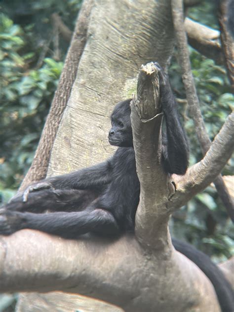 Brown Headed Spider Monkey Zoochat