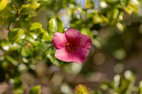 Allamanda Flowering Plant Stock Image Image Of Plant 287073049