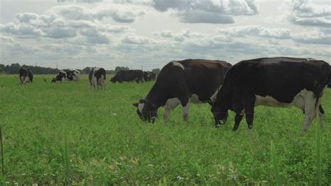 Cows Grazing Slowly On A Grassy Paddock Free Stock Video
