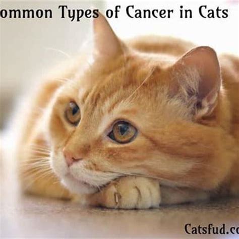 How Common Is Cancer In Cats Diy Seattle