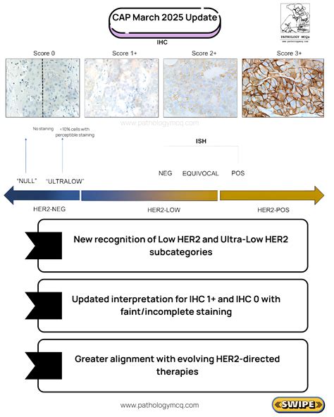 Understanding Low And Ultra Low Her2 In Cap Guidelines Pathology Mcqs