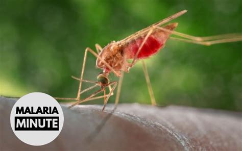 Malaria A Cell Atlas Of Host Parasite Interactions In The Haematopoietic Niche Mesa