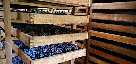 The Appassimento Process Of Valpolicella Wines Romeo And Juliet Guide