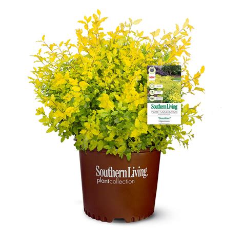 Sunshine Ligustrums For Sale