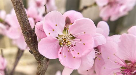 Endoscopic Sinus Surgery Treat Chronic Sinusitis