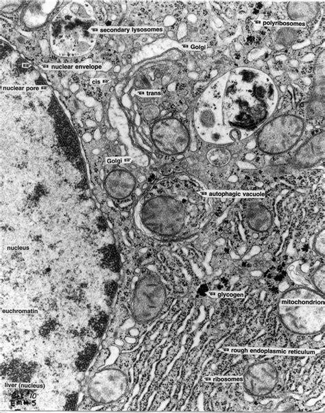Electron Microscopes Peer Program Youth Stem Promotion