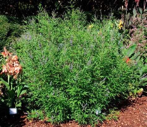Vitex Little Madam Chaste Tree Garden Center Marketing