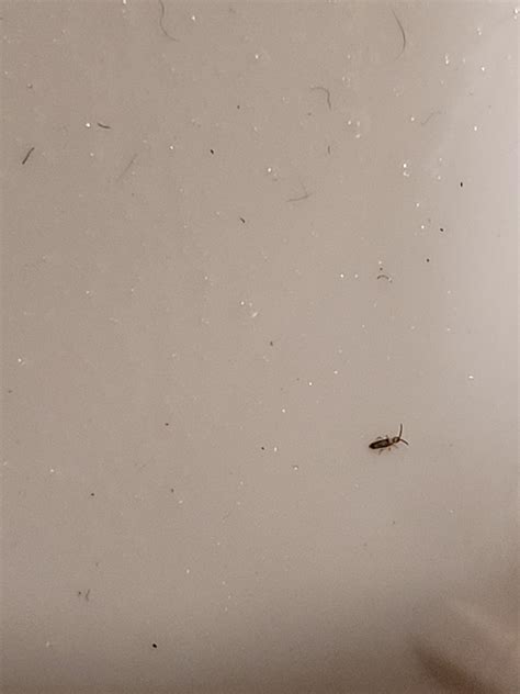 Small Bugs In The Bathroom
