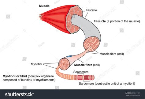 Gross Muscles Anatomy