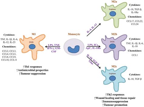 Examples Of Cytokines And Their Roles In Health