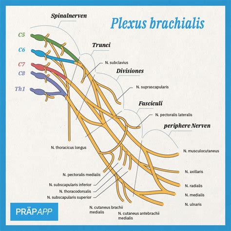 Ig Plexus Brachialis Präpapp Early Access