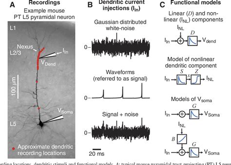 Figure 1 From Systems Based Analysis Of Dendritic Nonlinearities