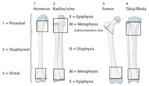 Inleiding Fracturen Bij Kinderen Nederlandse Vereniging Voor