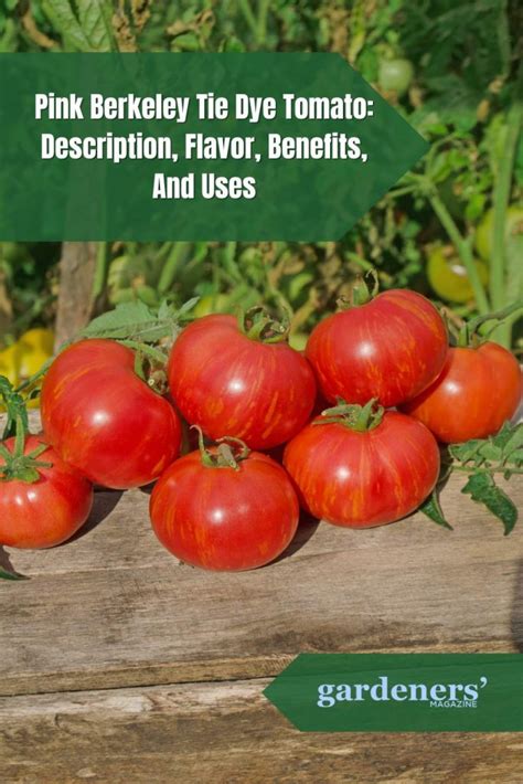 Pink Berkeley Tie Dye Tomato Description Flavor Benefits And Uses