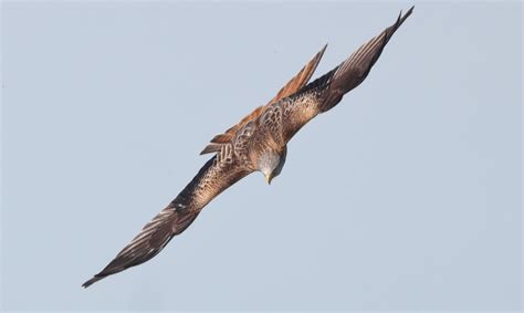 Red Kite Birdforum