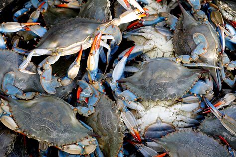 Cómo Se Captura El Cangrejo Azul De La Albufera Valencia Guía