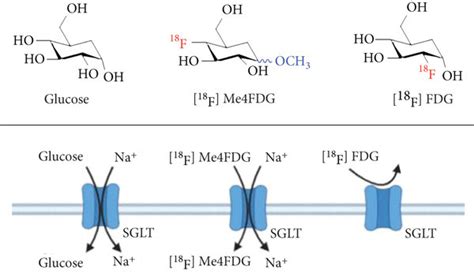 Molecular Structures Of [¹⁸f]me4fdg [¹⁸f]fdg And Glucose And Their Download Scientific
