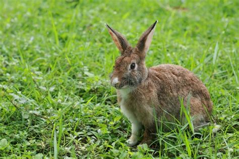 Rabbit On The Grass Stock Image Image Of Beauty White 20765753