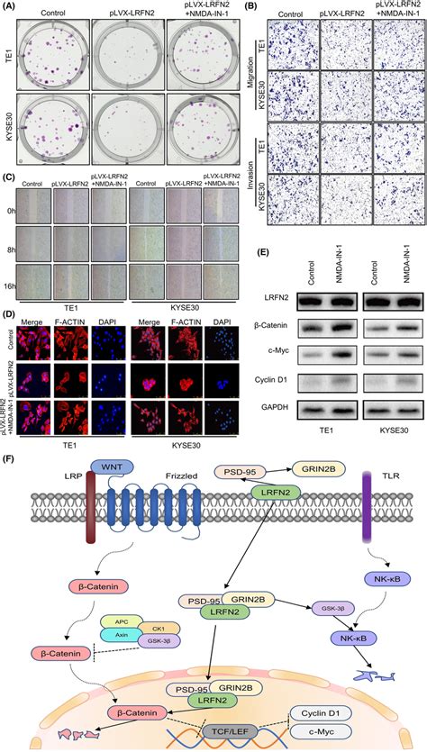 Lrfn2 Affects The Wntβ‐catenin Pathway And Nf‐κb Pathway Through Nmdar