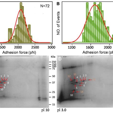 Ab Adhesion Force Between The Root And An Afm Tip Modified With Download Scientific Diagram